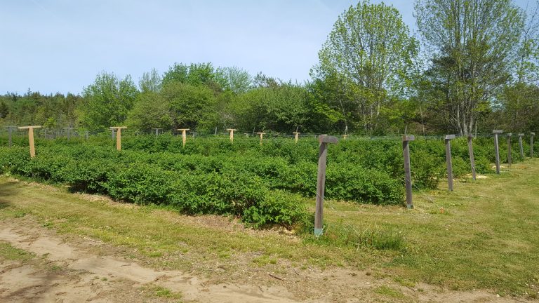 Haskap Orchard #1 - Lahave River Berry Farm Inc.